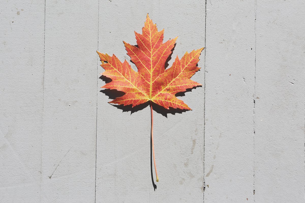 Canada Should Restore De Facto Residency After 10 Years | Canadian ...